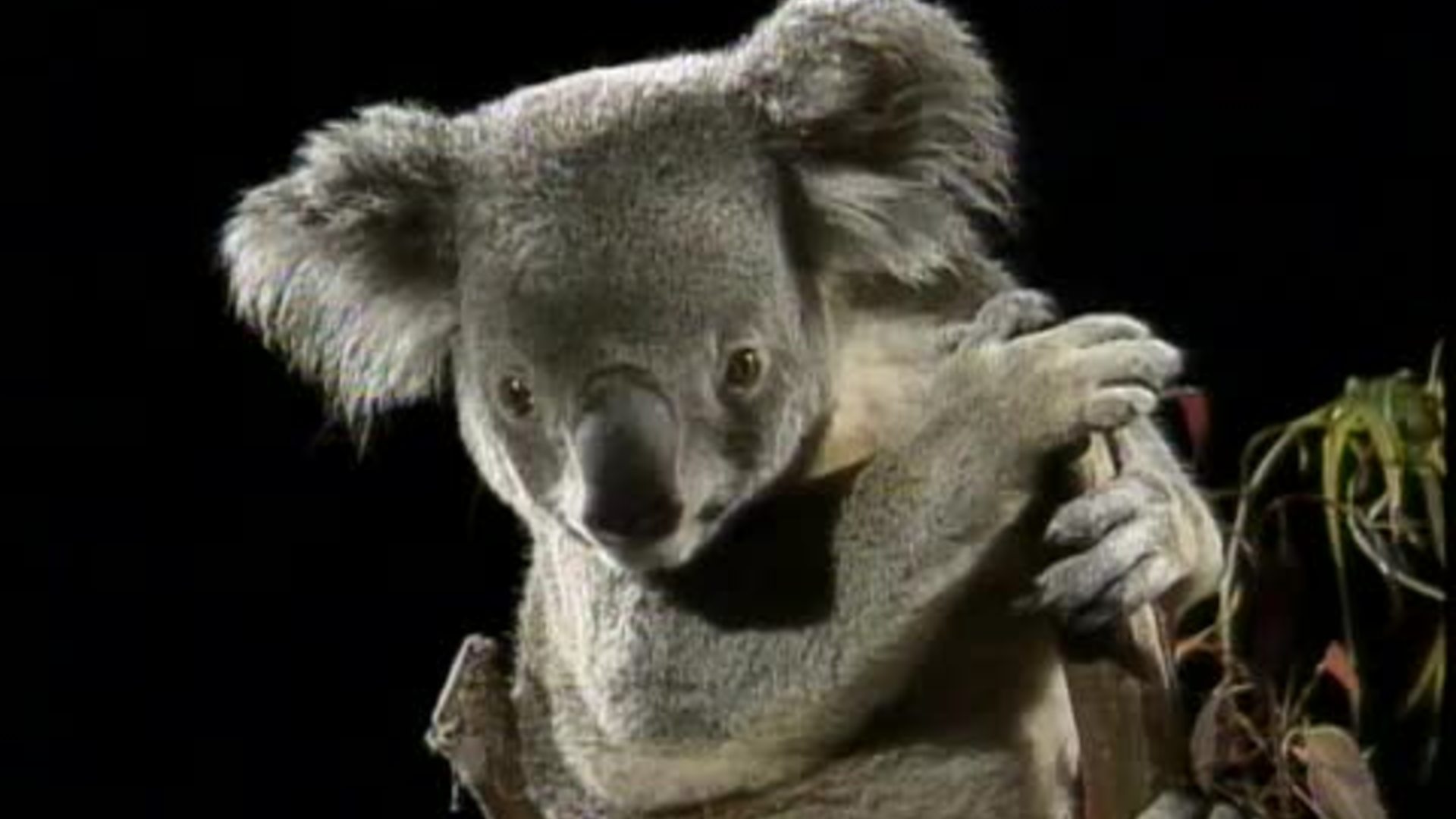 The San Diego Zoo — Charlie Rose