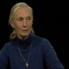 Jane Goodall — Charlie Rose